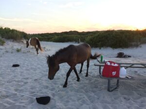 The Best Beaches Near Washington DC - The Wandering Afro:Travel Blogger
